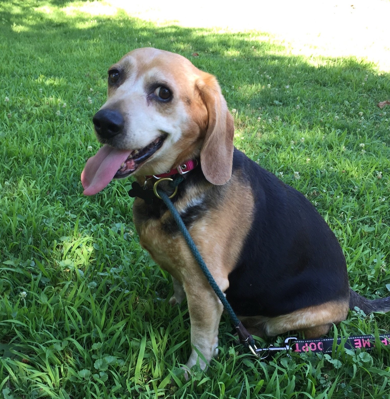 Angie - Protectors of Animals