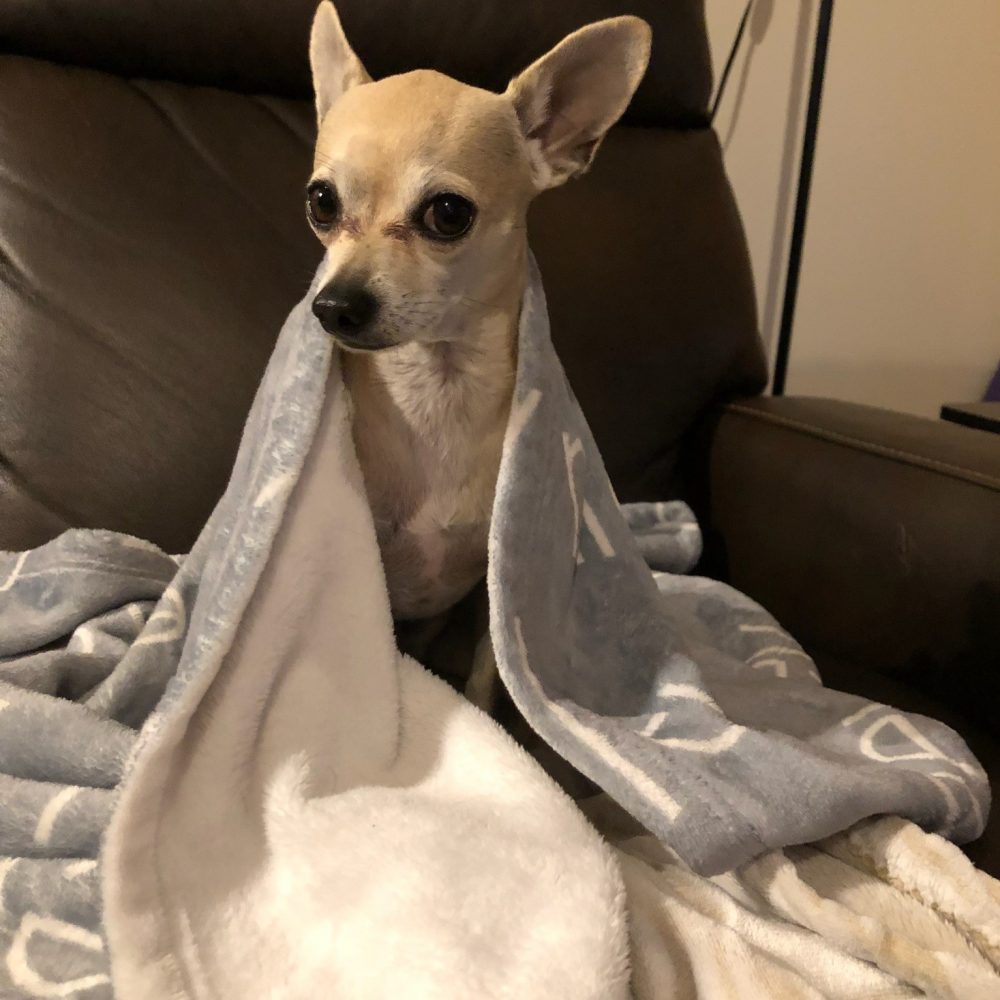 Cheeto - Protectors of Animals