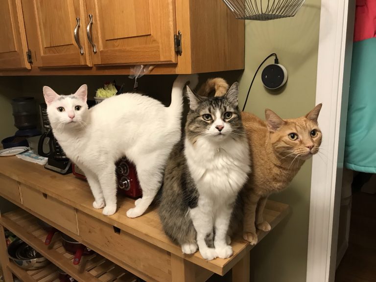 Malcom - Protectors of Animals