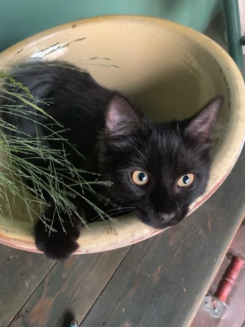 Orrion a.k.a Mingus - Protectors of Animals