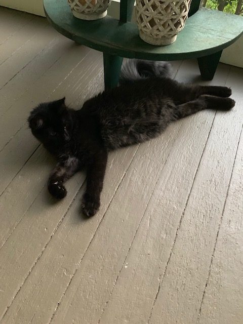 Orrion a.k.a Mingus - Protectors of Animals