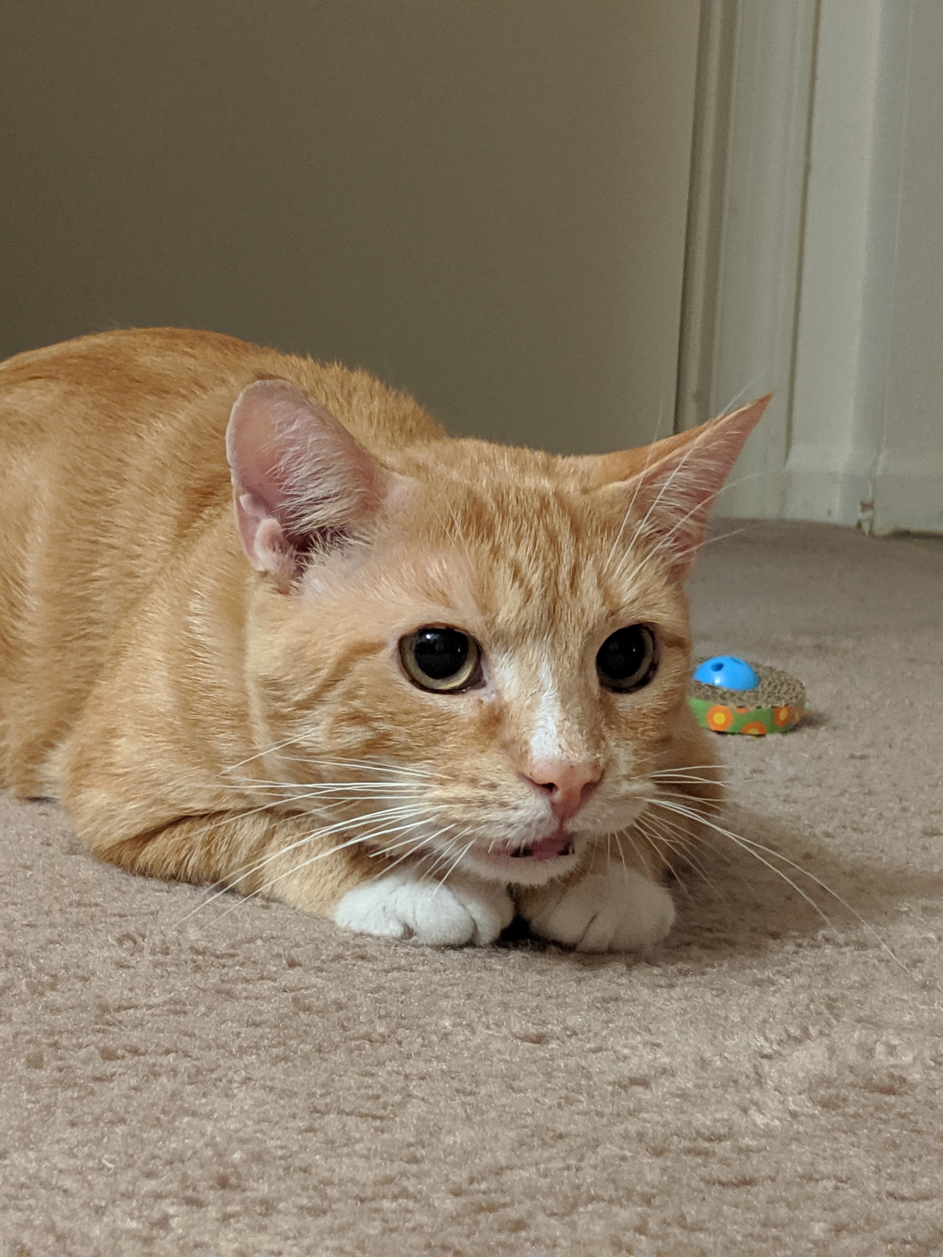 Angelo - Protectors of Animals