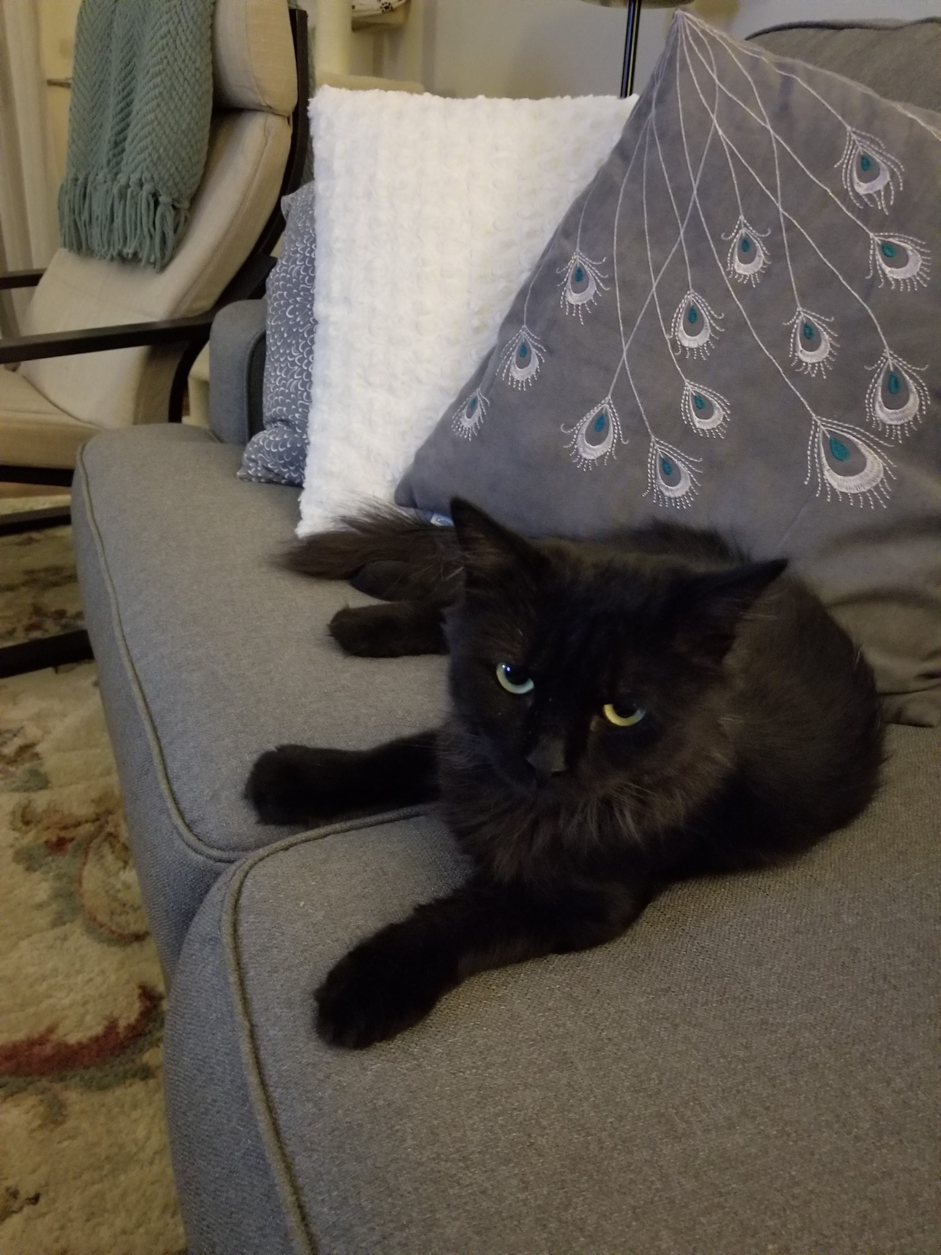 Belle - Protectors of Animals