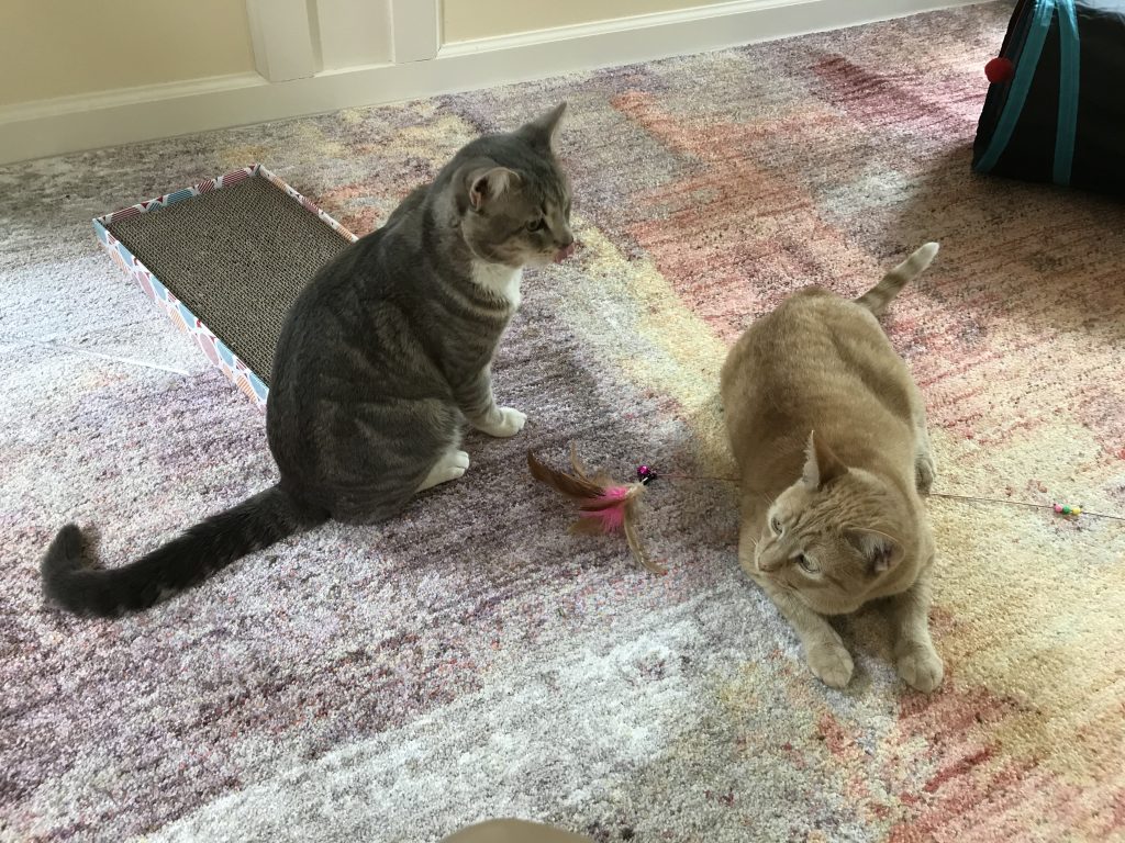 Watson - Protectors of Animals