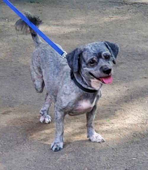 Lucky - Protectors of Animals