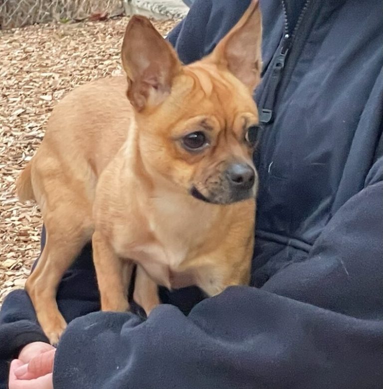 Brixie - Protectors of Animals