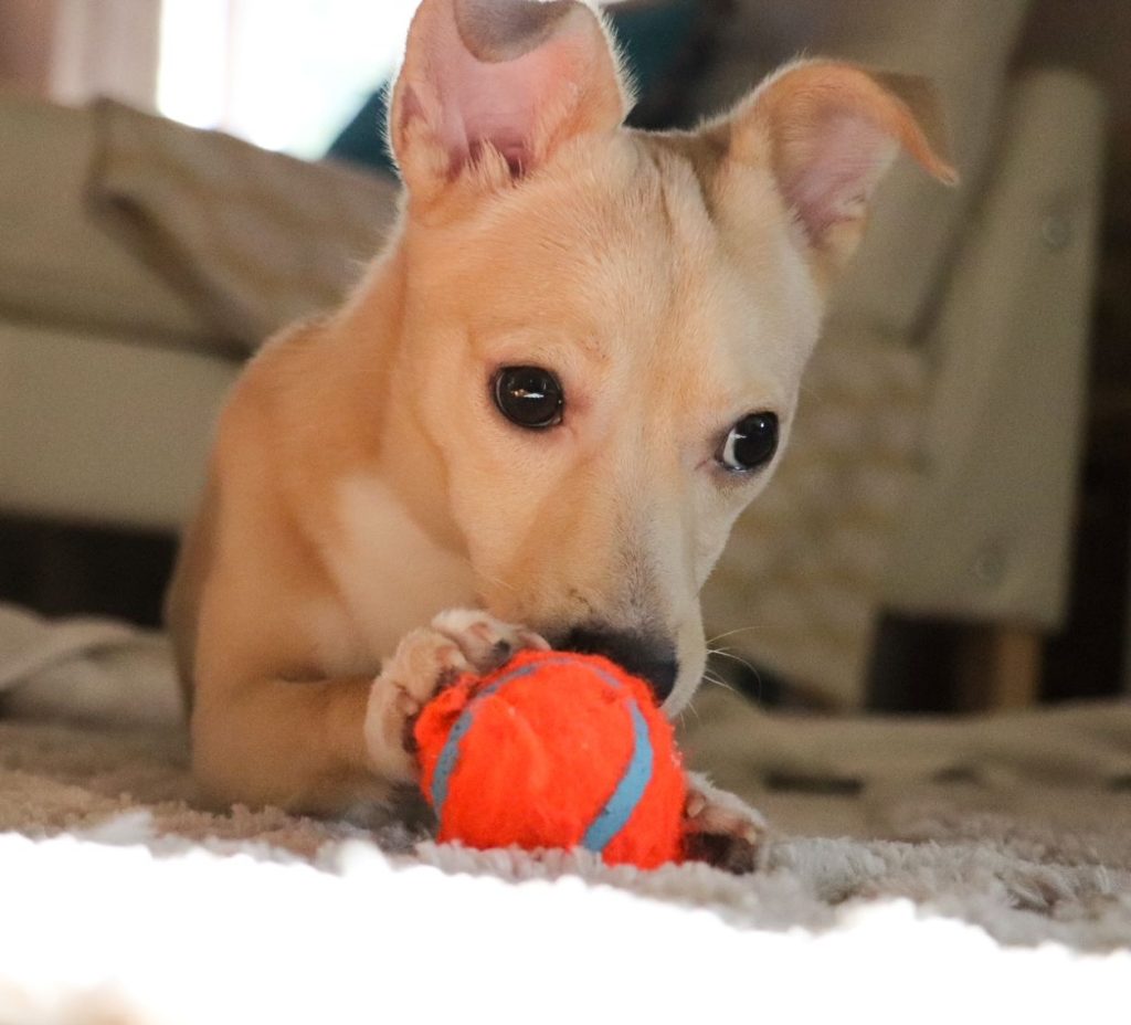Milo - Protectors of Animals
