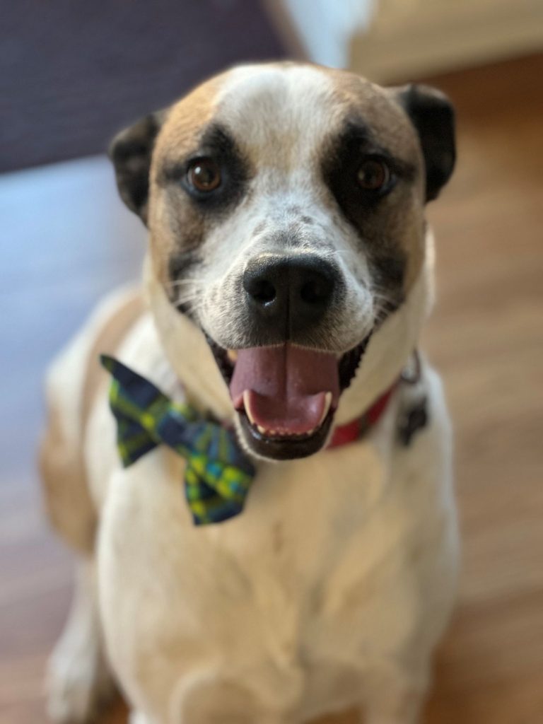 Zeppelin - Protectors of Animals