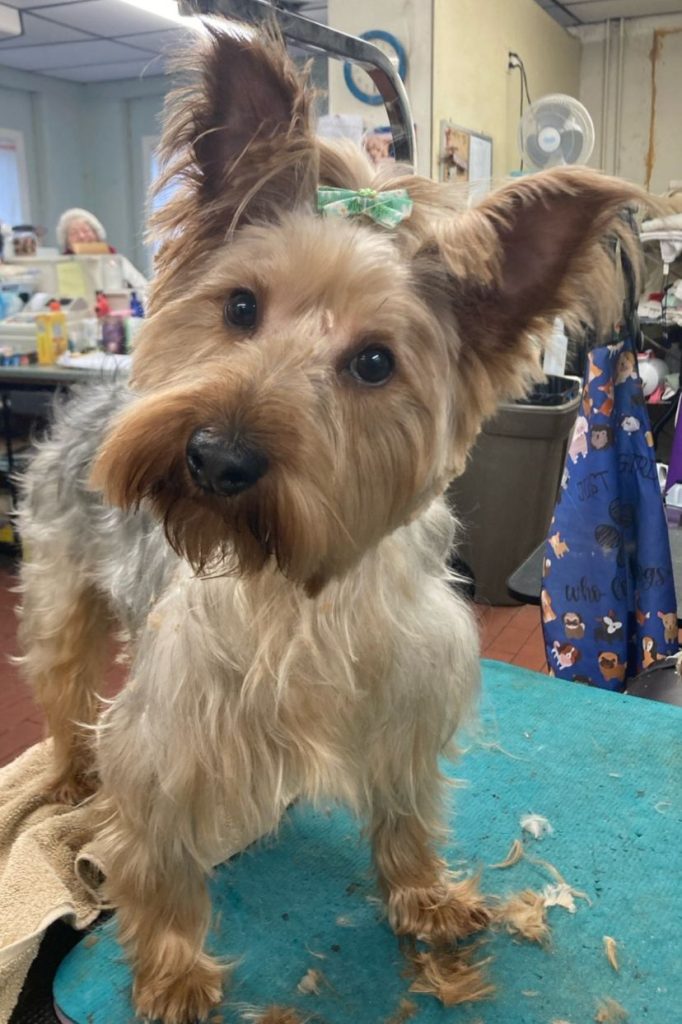 Daphne - Protectors of Animals