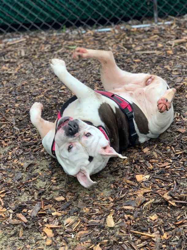 maggie_2025_2 - Protectors of Animals