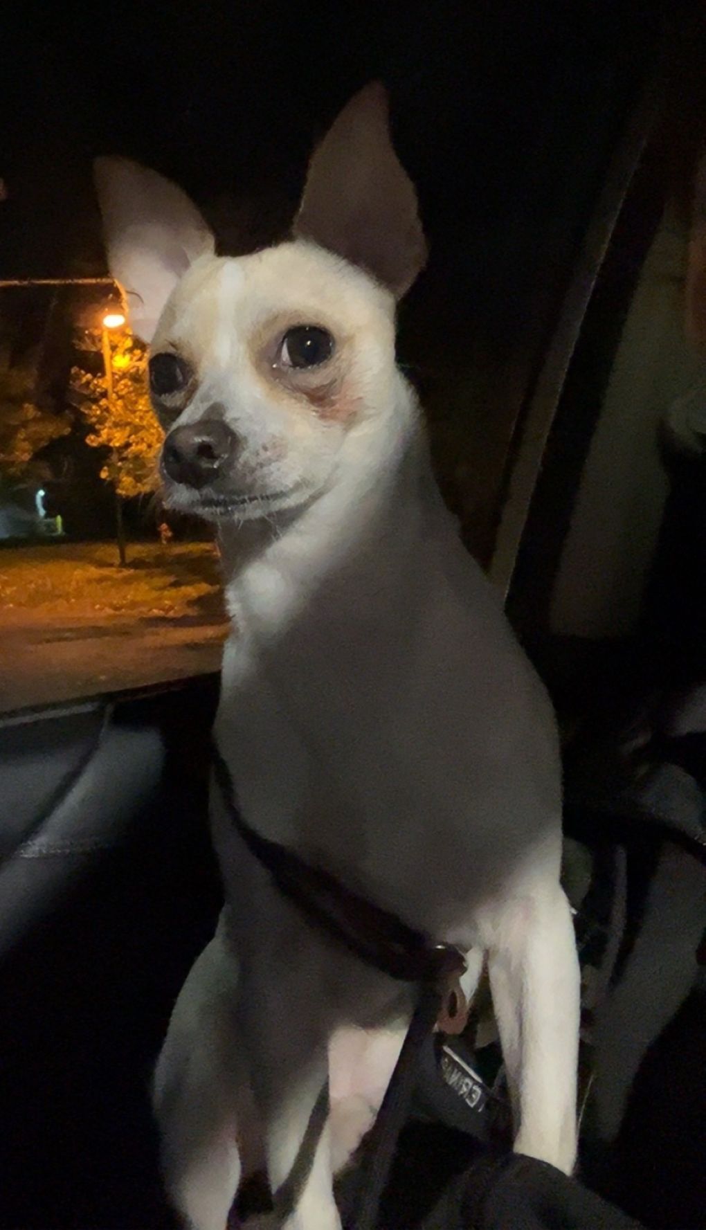 Alejandro - Protectors of Animals