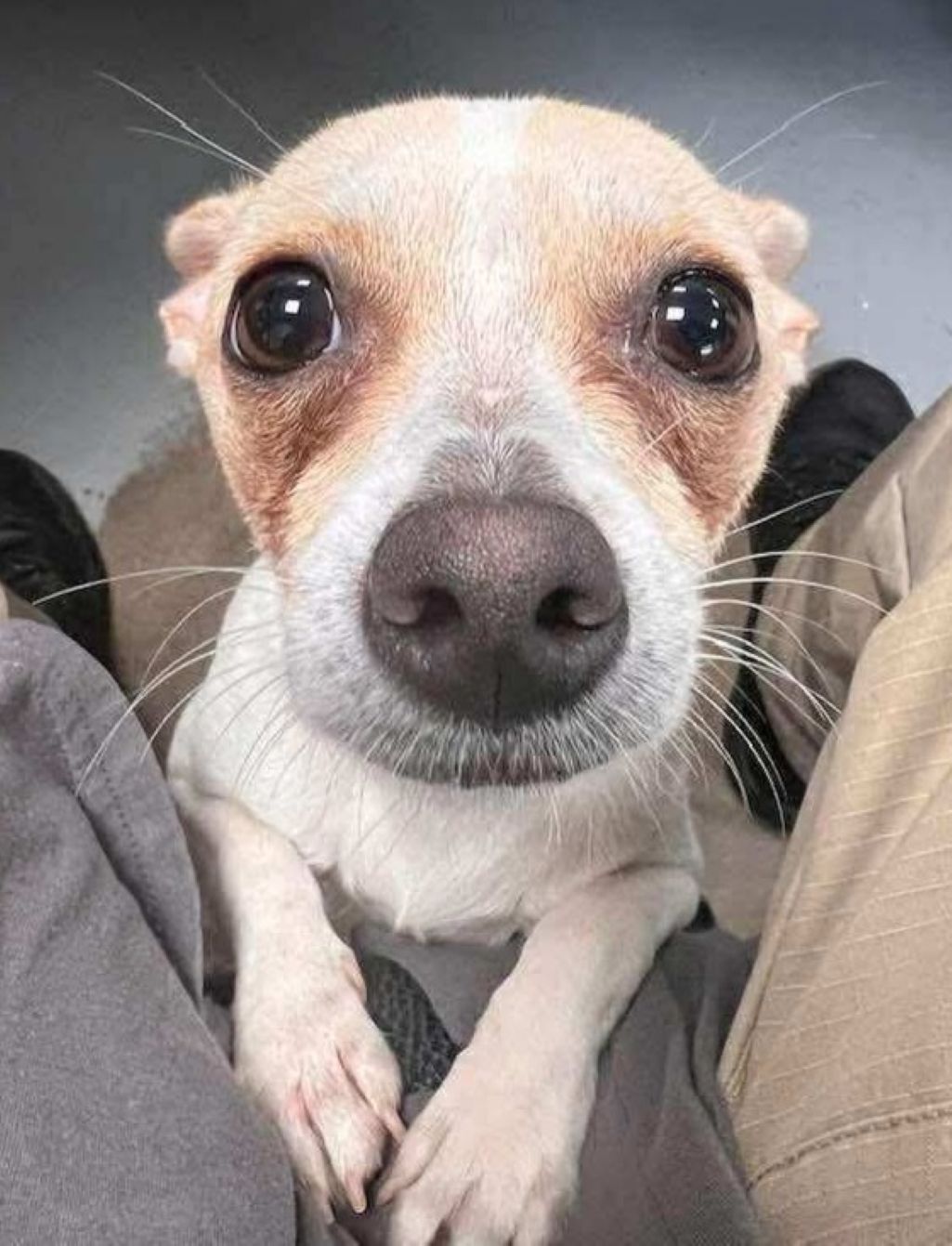 Alejandro - Protectors of Animals